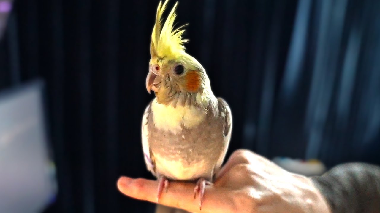 We Got Birds... - YouTube