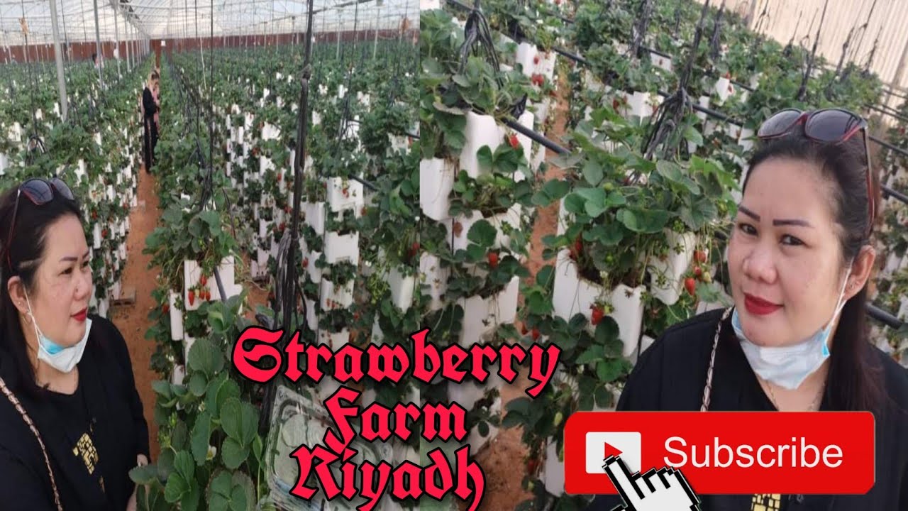 Strawberry farm riyadh - YouTube
