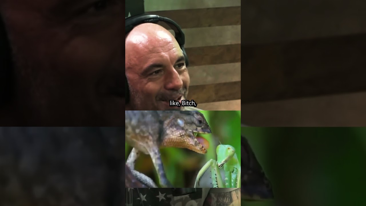Joe Rogan talks about the strength of a Praying Mantis - YouTube