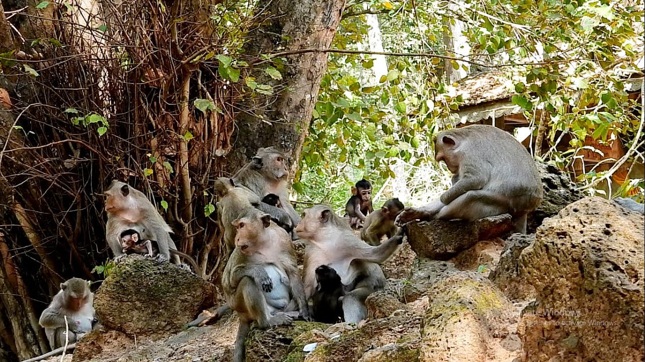 Fantastic To Watch ! Most Adorable Monkey Baby Are Really Enjoy Playing ...