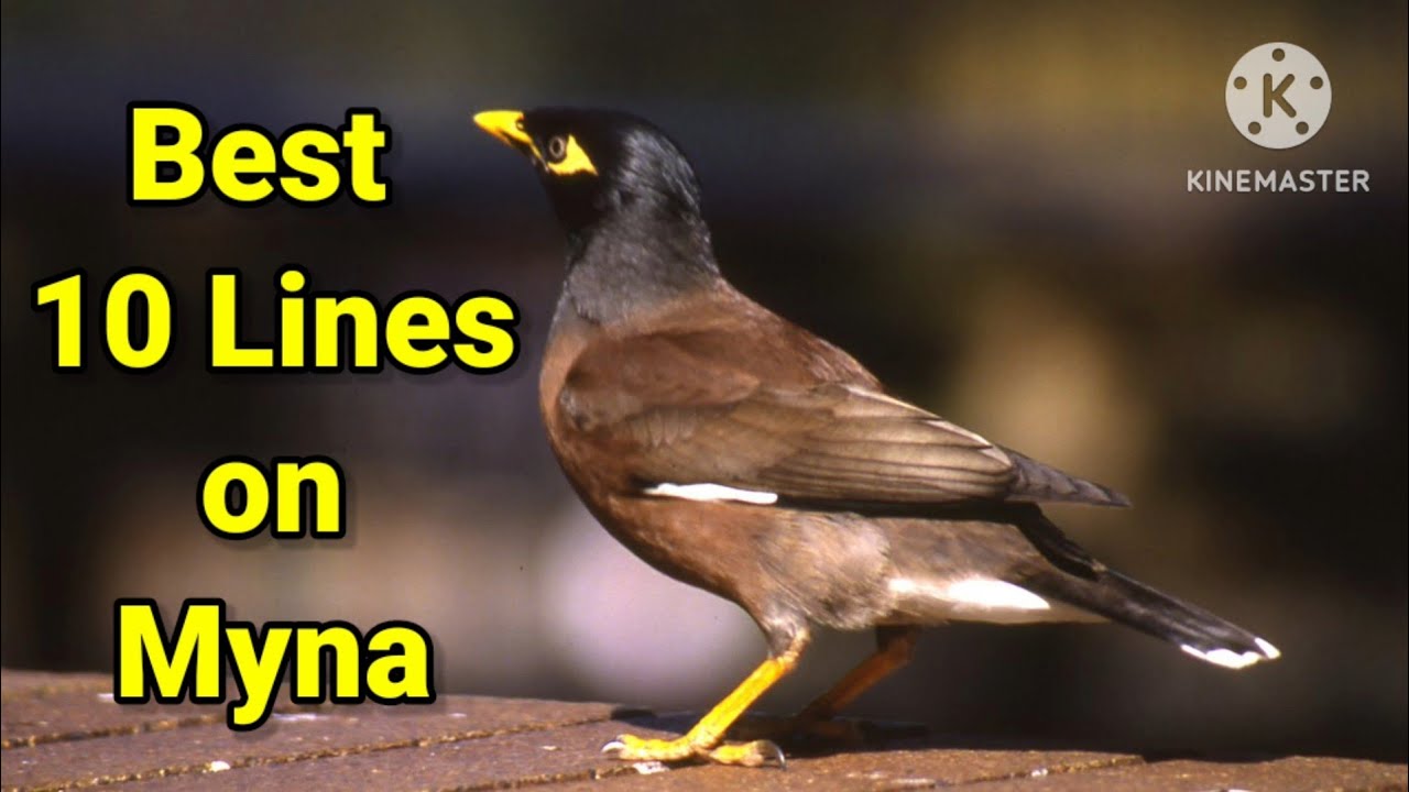Myna/10 Lines on Myna/Essay on Myna in English/Few Lines on Myna ...