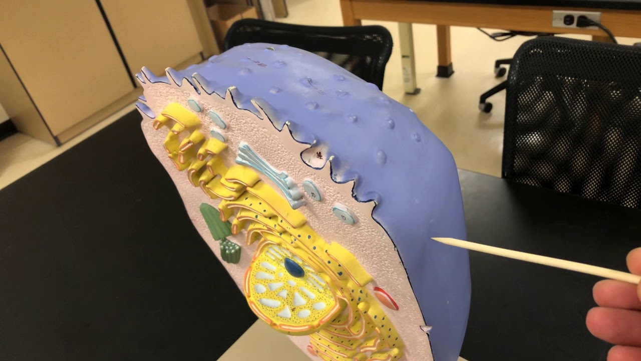 The Cell - Model 1 - YouTube