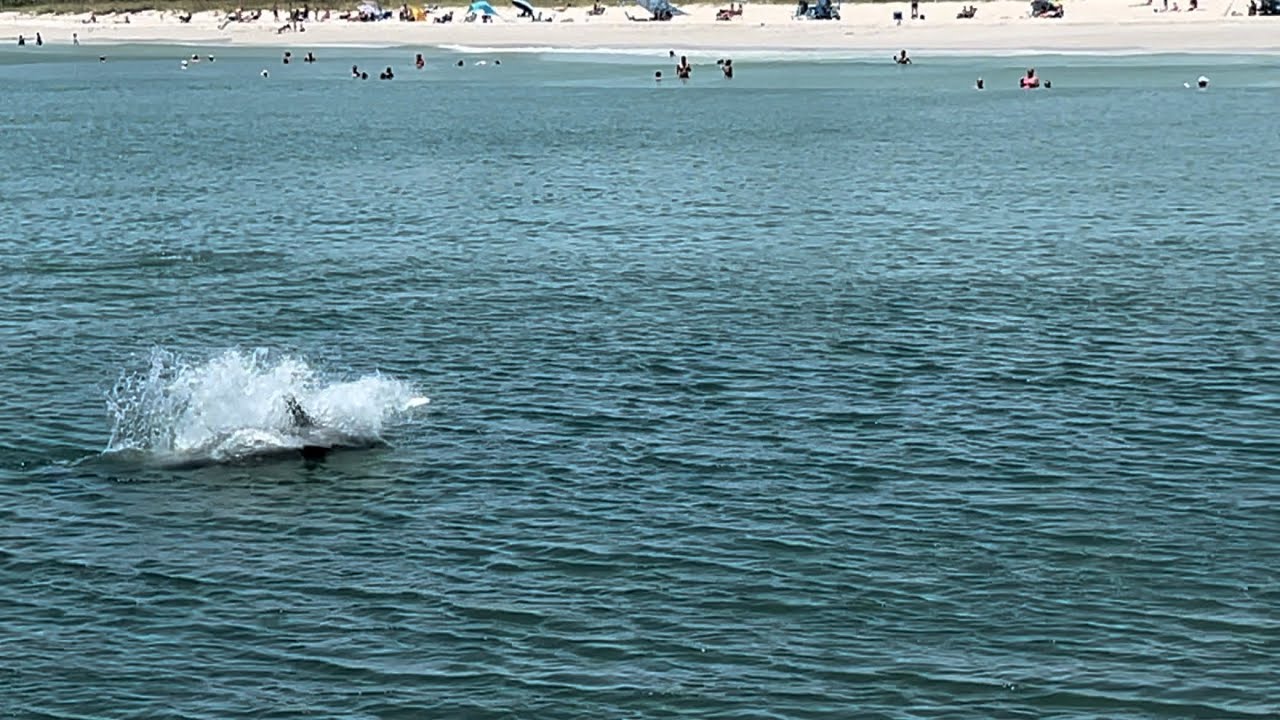Dolphins Feeding At Venice Jetty - YouTube
