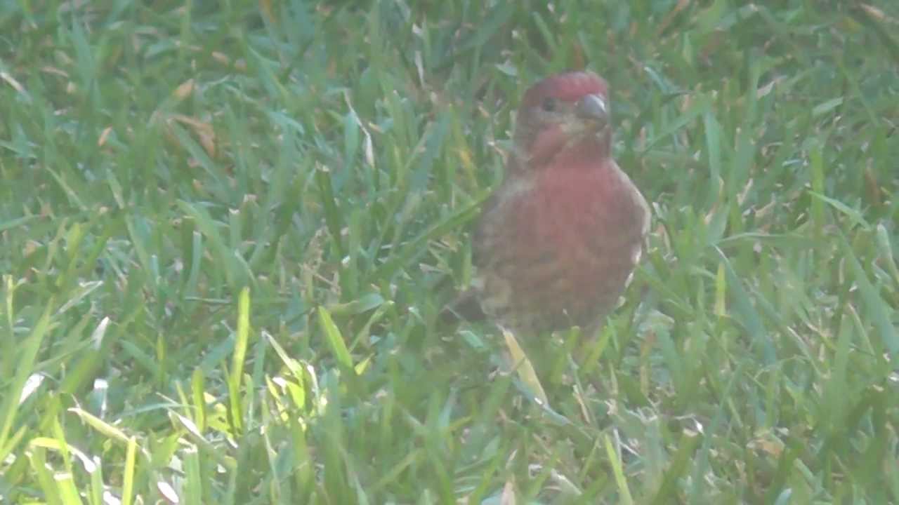 HD Ruby Red Sparrow Pretty Bird Finch Cute Beak Rub Backyard Wildlife ...