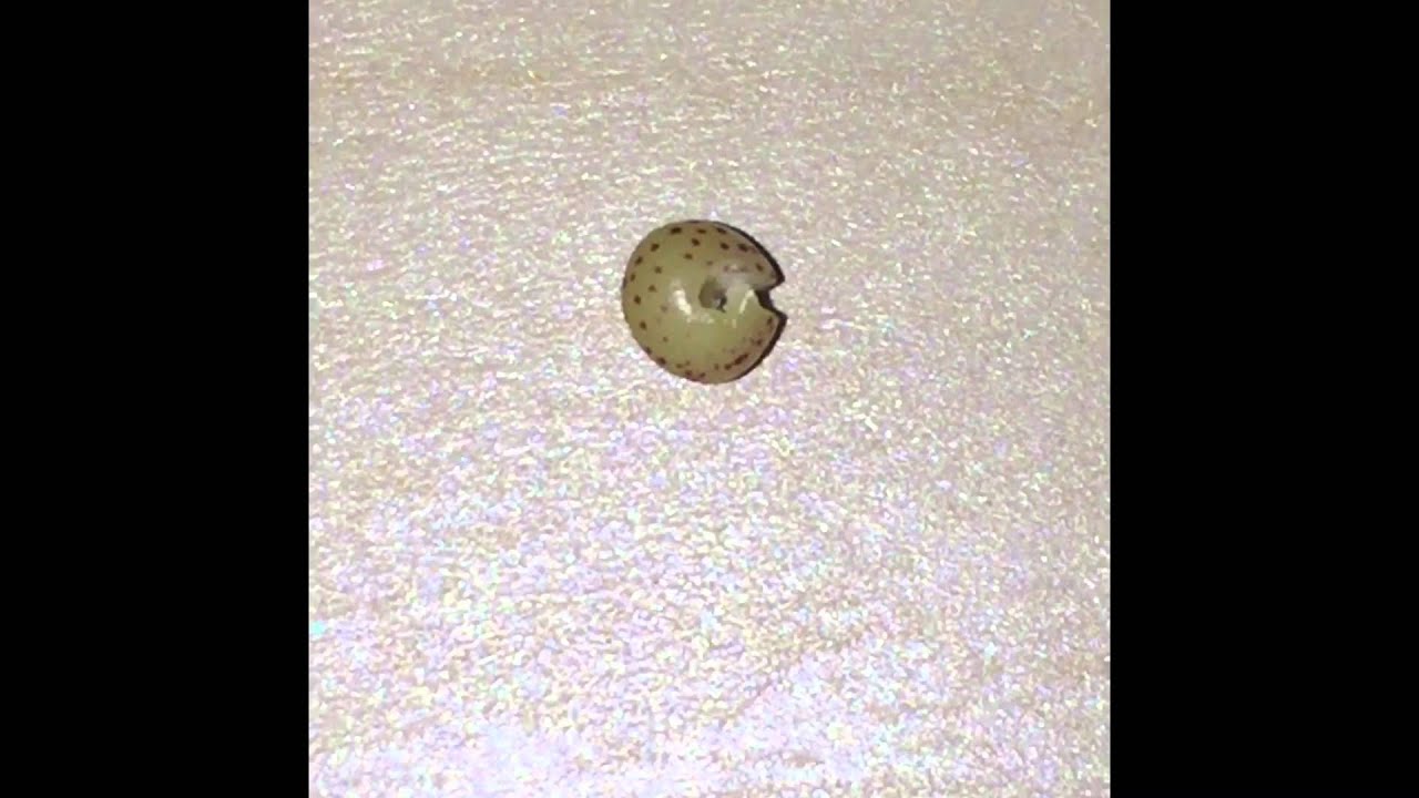 Alien Spider Egg Dissected - YouTube