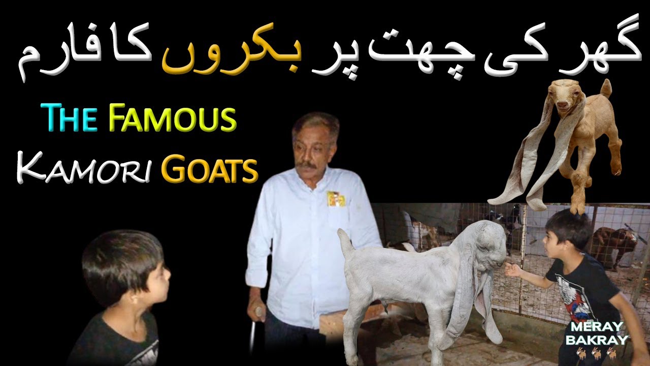 THE FAMOUS KAMORI GOATS | FUN DAY AT MY LITTLE GOAT FARM 🐐 #goatfarm ...
