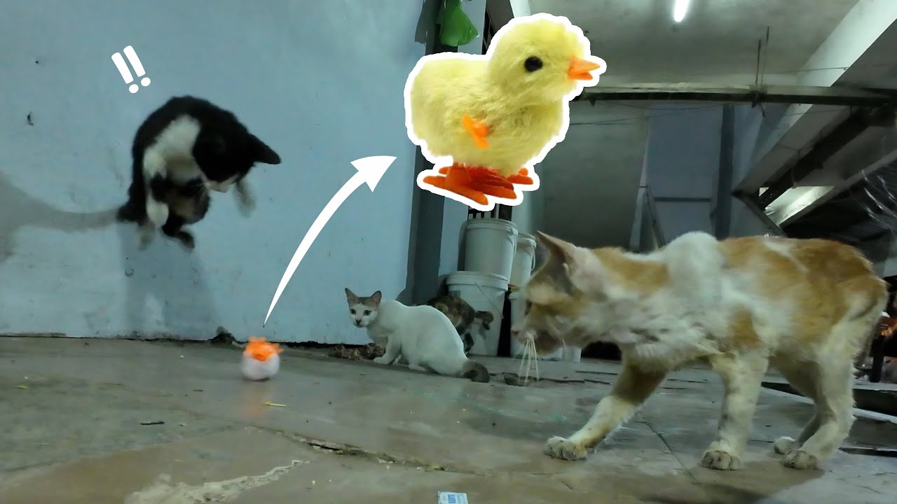 I bought toy for homeless cats 😸 - YouTube