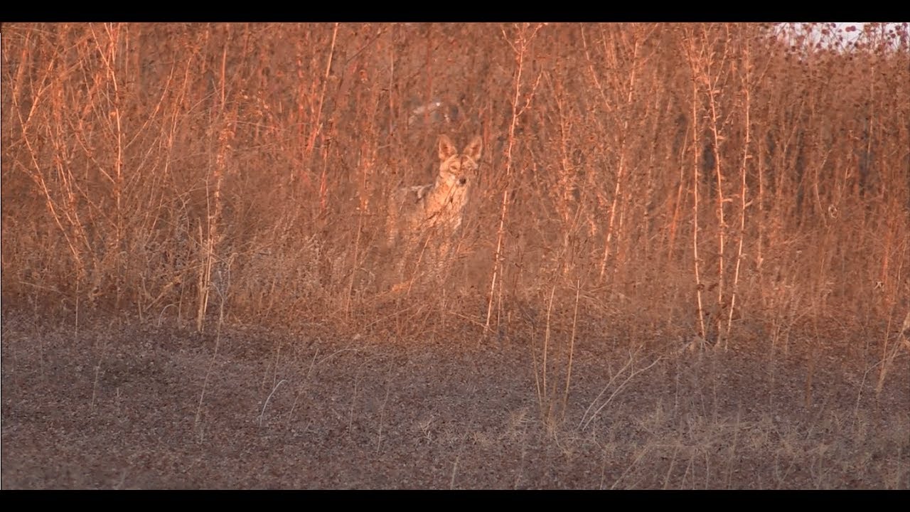 Its Going To Be Fast - CALIFORNIA COYOTE HUNTING - YouTube