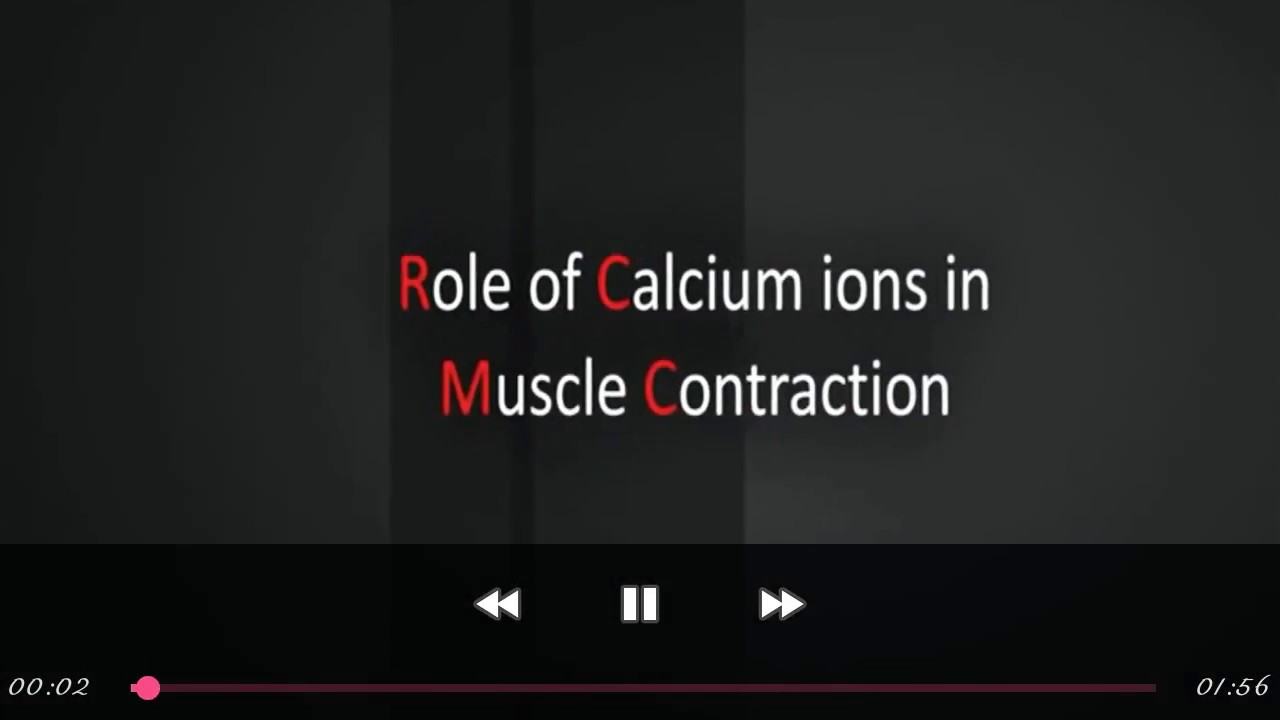 Role of calcium ion in muscle contraction. Locomotion and movement ...