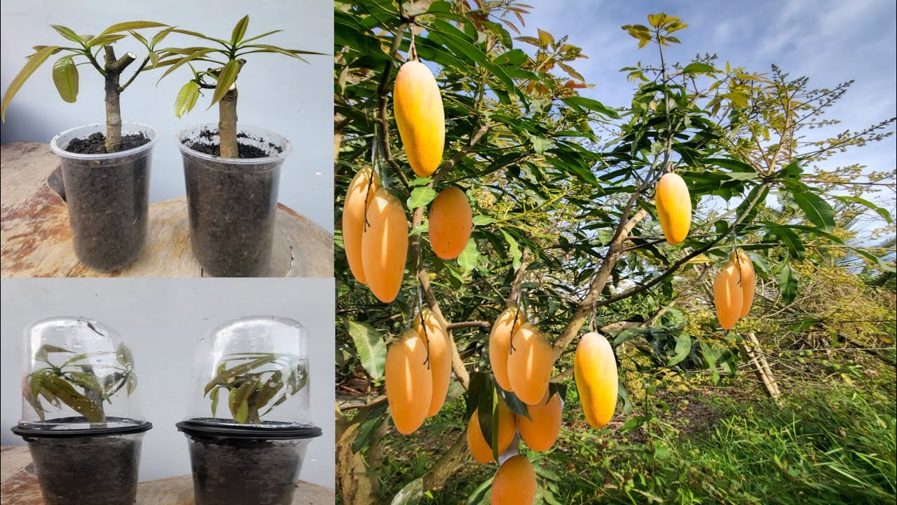 How to Graft mango branches Get a lot of benefits 100% - YouTube