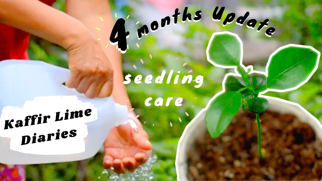 KAFFIR LIME Growth in 4 MONTHS - YouTube