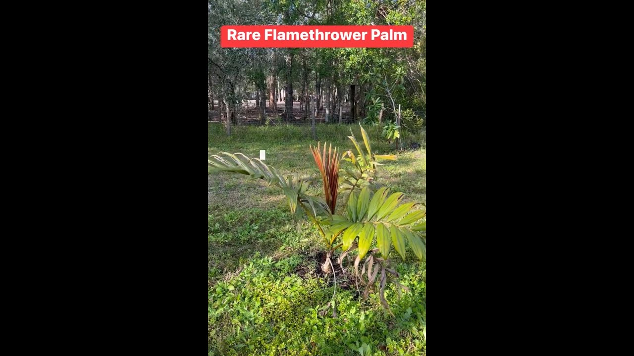 Walk Around the Palm Tree Farm Fertilizing Palms Nursery Business - YouTube