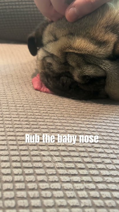 Pug pug pug #pugsandor pug life is … - YouTube