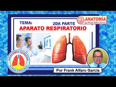 APARATO RESPIRATORIO 2 por Frank Alfaro - YouTube