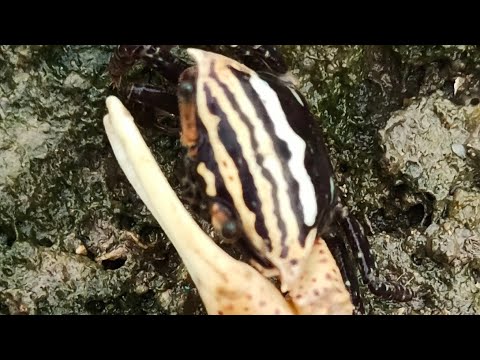 ALIEN CRAB FROM MARSh LAND | SATISFYING - YouTube