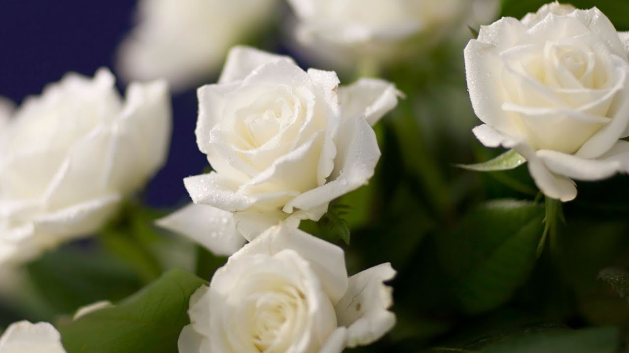 July 24, Saturday, 9:30 AM | Mass of the Resurrection for Mary Feeley ...