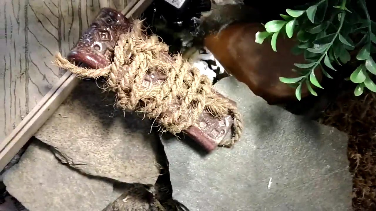 Hermit Crab Pools with Filters - YouTube