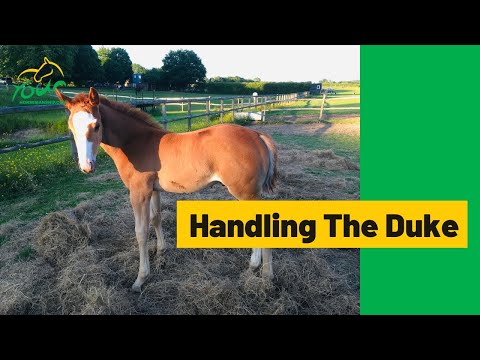 First handling session for this gorgeous foal! - YouTube