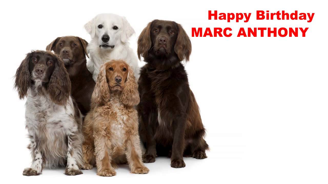 Marc Anthony Dogs Perros - Happy Birthday - YouTube