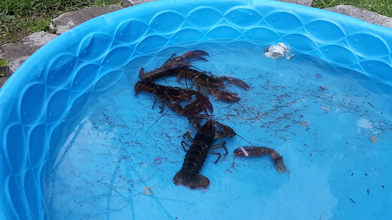 Lobsters in a pool - YouTube