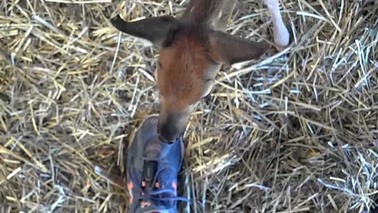 Week old Orphaned Fawn Whitetail deer - YouTube