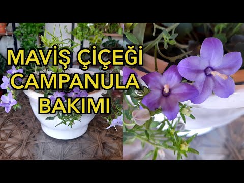 MAVİŞ ÇİÇEĞİ BAKIMI 💜 CAMPANULA BAKIMI #çiçekbakımı#balkonçiçekleri #1027