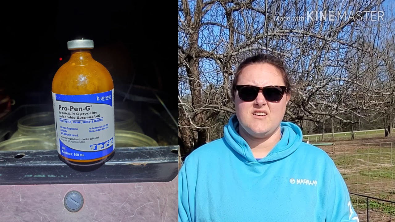 Treating a goat with udder rash - YouTube