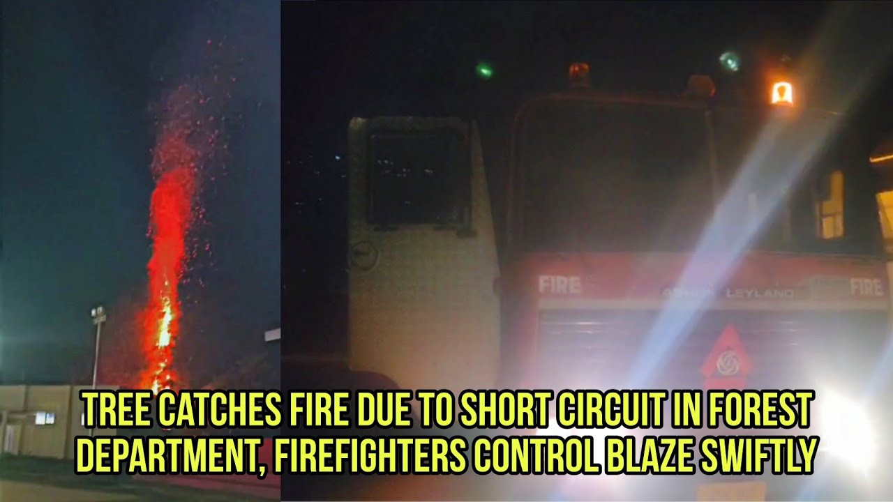 Tree Catches Fire Due To Short Circuit In Forest Department ...