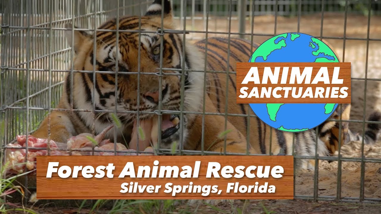 Forest Animal Rescue - Animal Sanctuaries [Ep.7] - YouTube