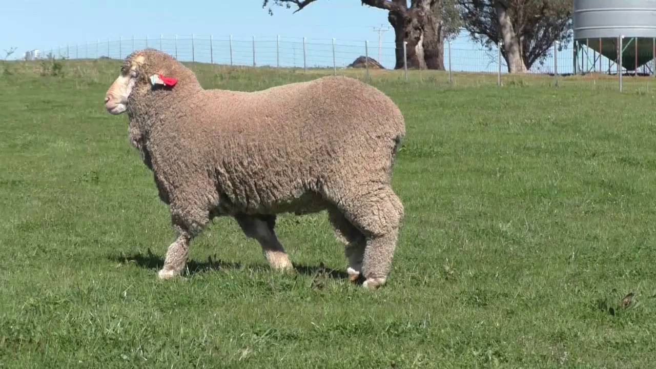 Kerin Poll Merino Stud 2016 Ram Sale: LOT 5 - YouTube