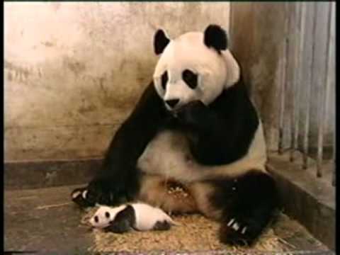Watch baby panda scares his mother Video -.flv - YouTube