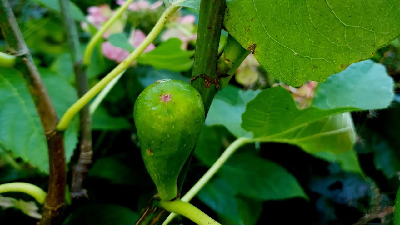 October Fig Update - YouTube