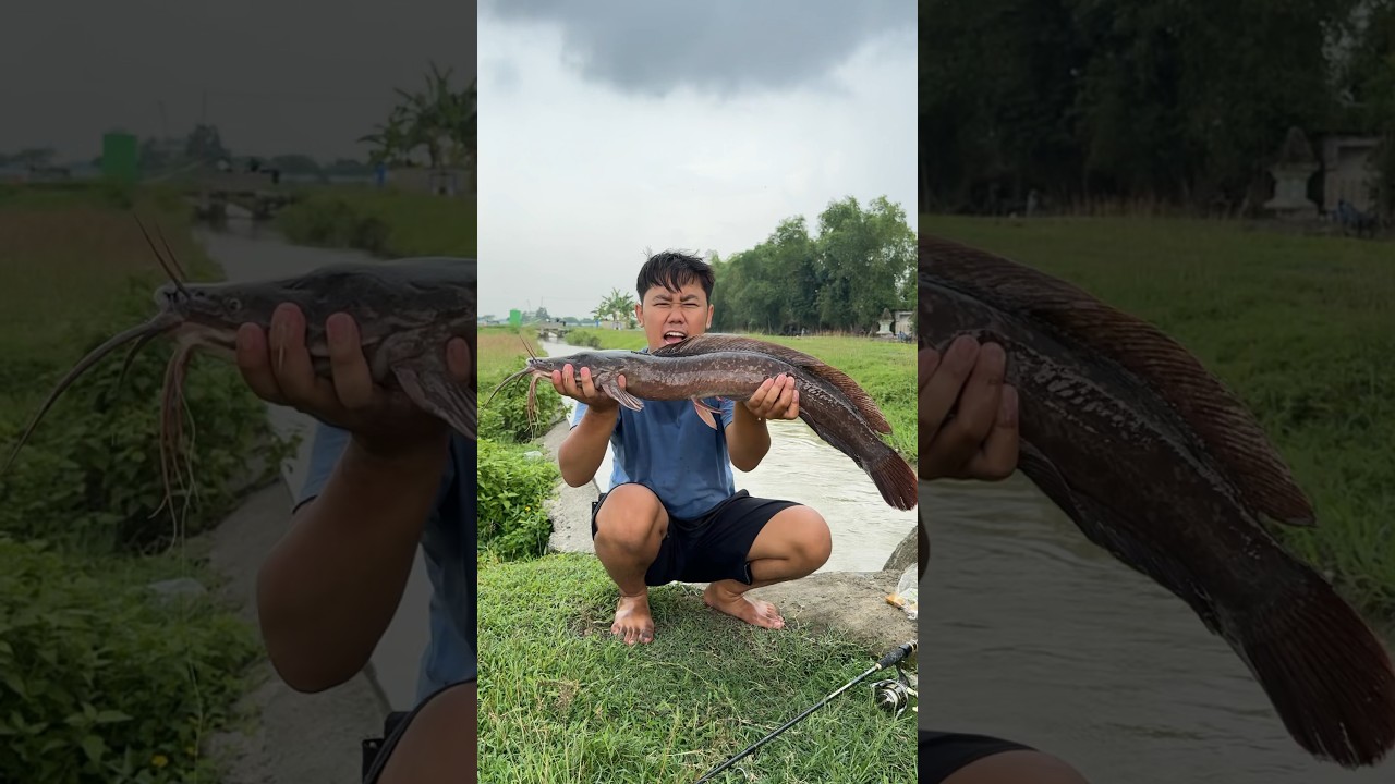 Mancing Dapat 2 Ekor Ikan Lele Ukuran Monster Mancing Lele Ikanlele