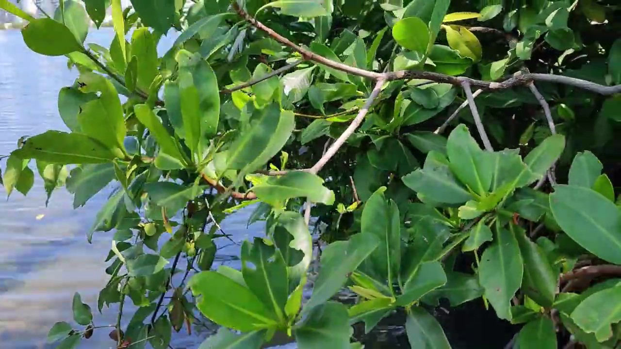 Mangle rojo (Rhizophora mangle): ecosistemas y especies del Estuario ...