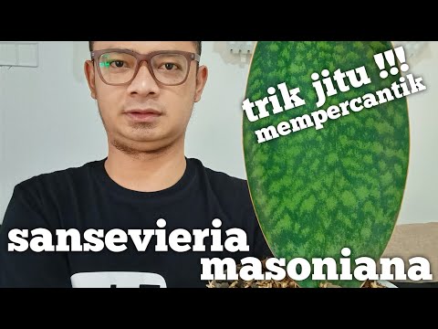 Cara Merawat Tanaman Lidah Mertua Di Dalam Rumah - Sansevieria Masoniana | Sansivera Centong