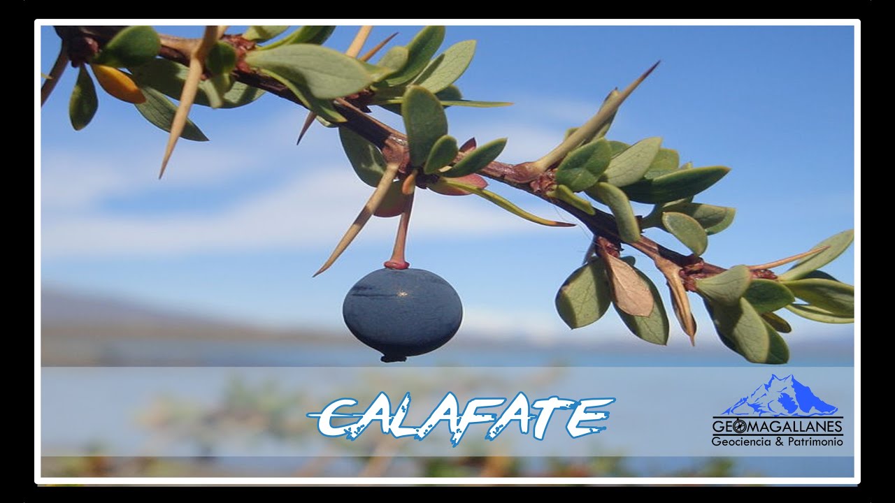 Calafate (Berberis microphylla) - Geomagallanes - YouTube