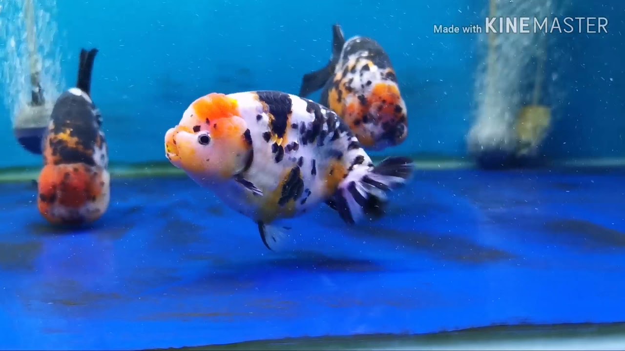 China ranchu collection 2 - YouTube
