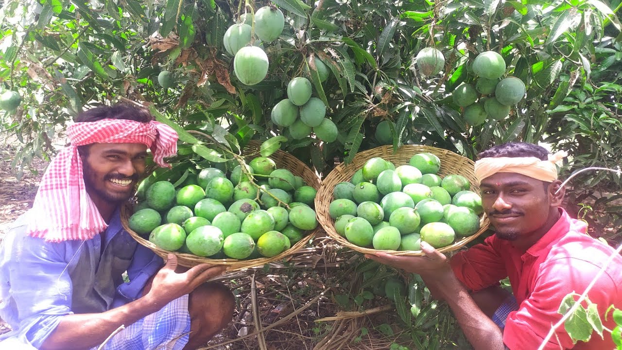 Farm Fresh GREEN MANGOES Picking and Eating | MANGOES EATING | VILLAGE ...