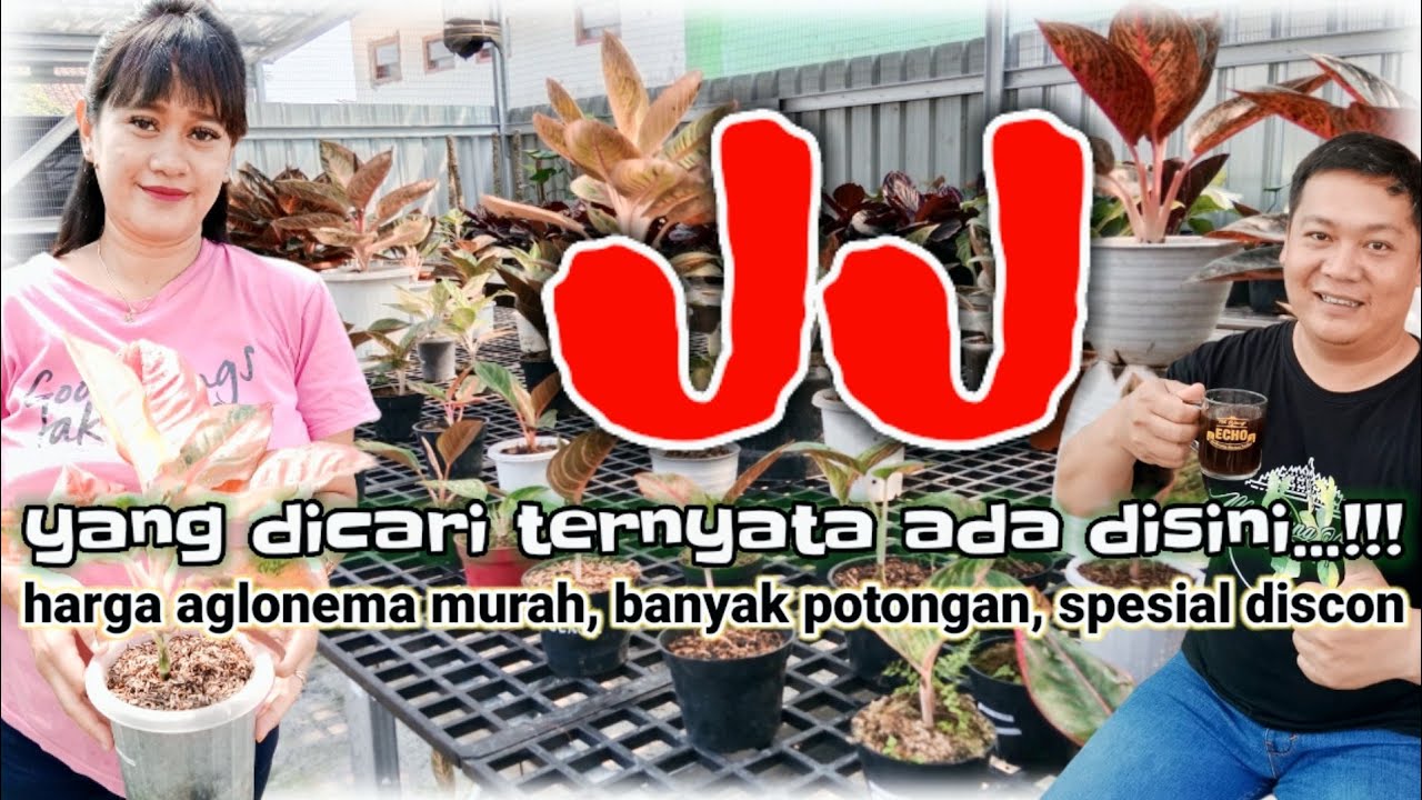 JJ yang dicari ternyata ada disini ‼️harga aglonema murah banyak ...