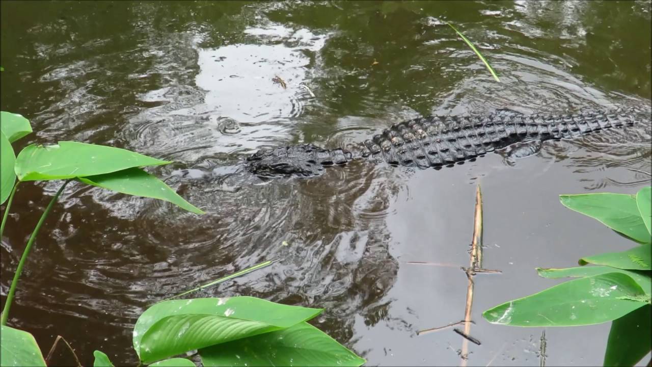 Alligators in the Everglades - YouTube