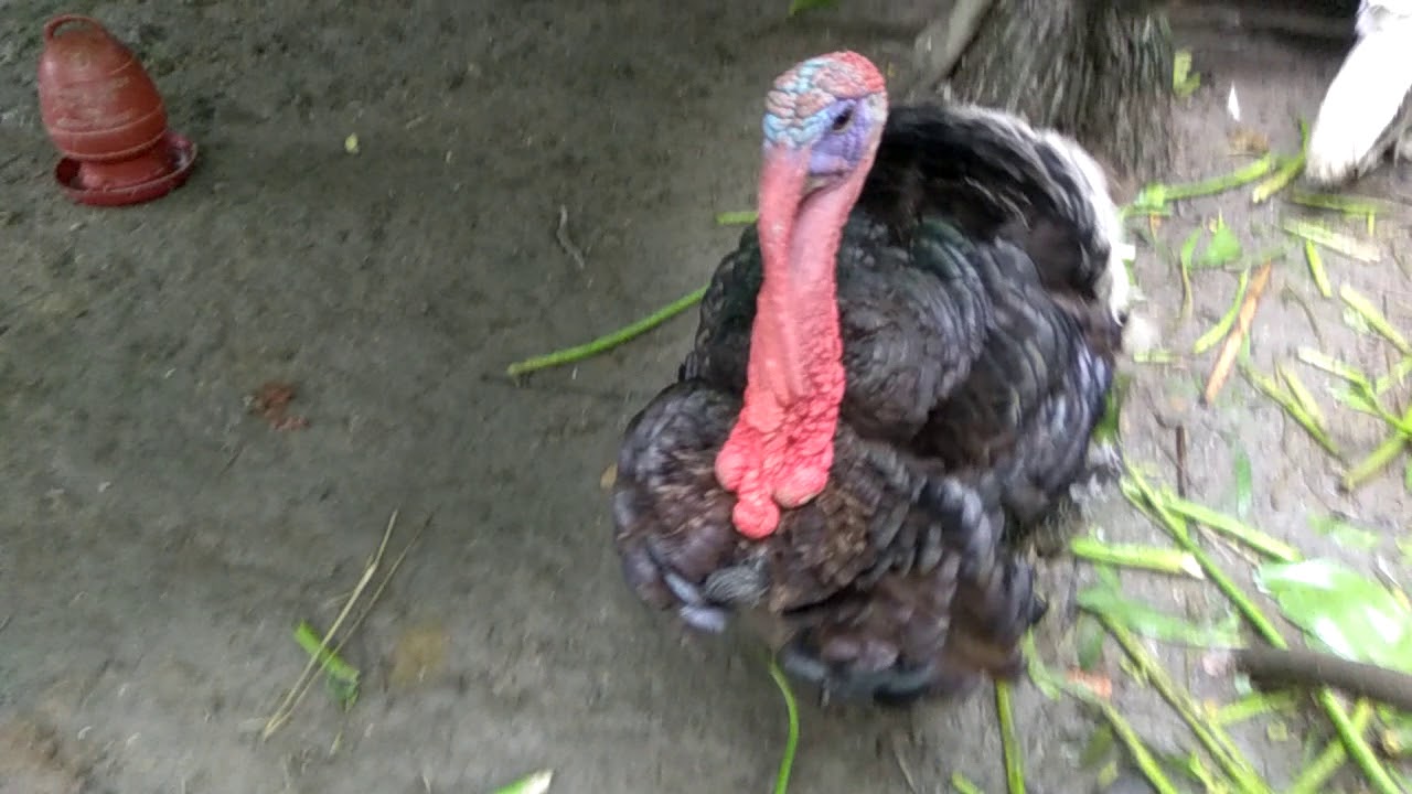 Turkey Bird, 4 months age - YouTube