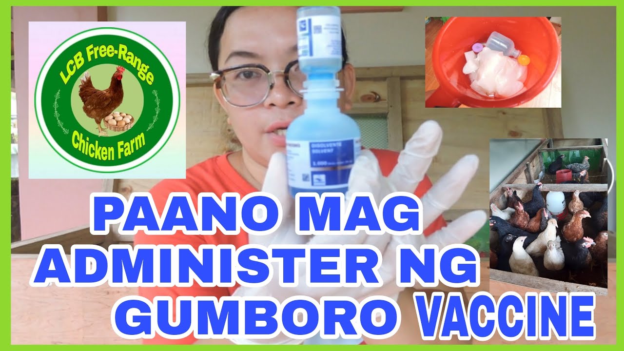 EPISODE 12:GUMBORO VACCINE: PAANO MAG ADMINISTER | LHANCARE ADVENTURE ...