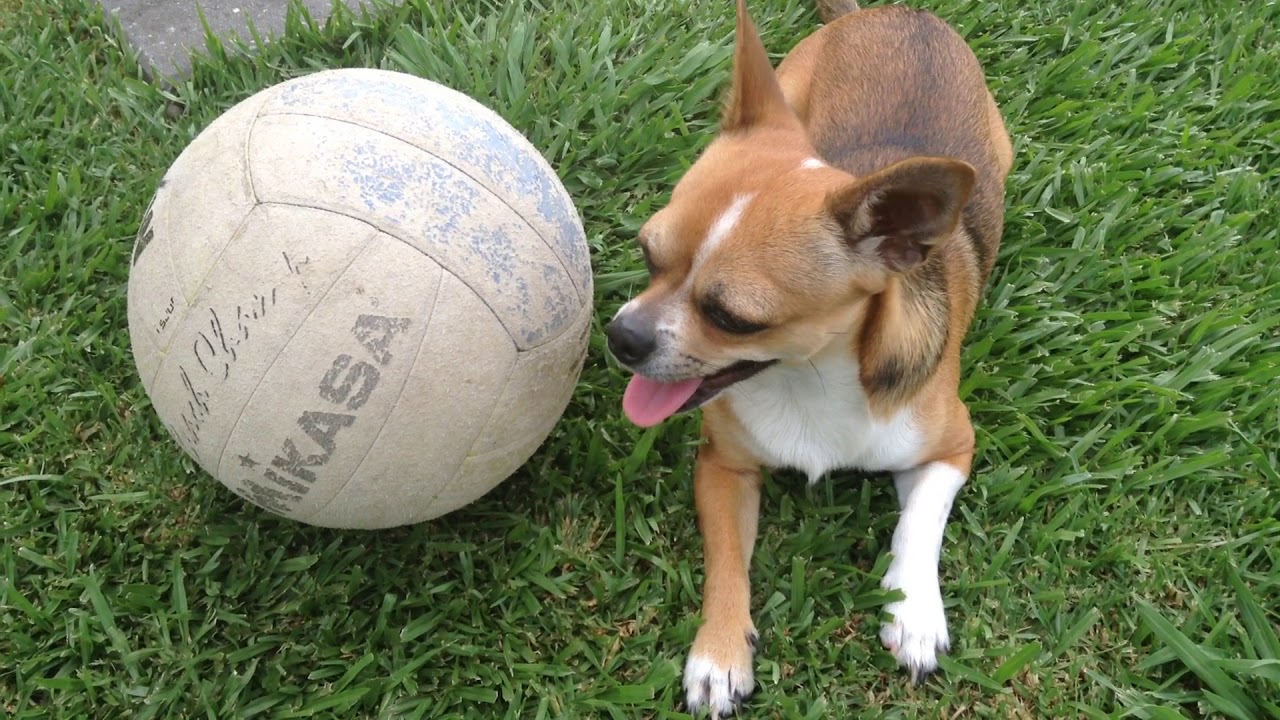 Nacho the Insane Doggo - YouTube