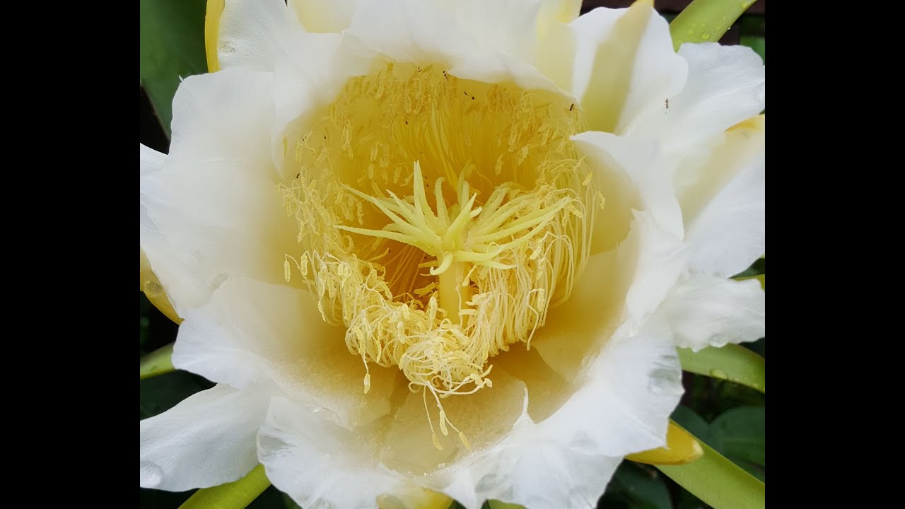 dragon fruit flowers, pitaya flowers - ดอกแก้วมังกร (dok kaeo mangkon) - Hylocereus undatus ...