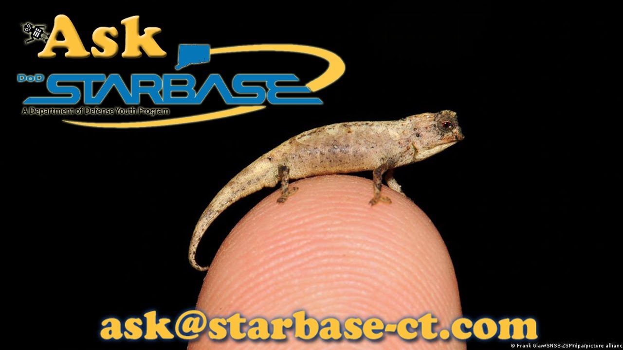 Ask STARBASE Episode 192: What are the worlds smallest baby animals ...