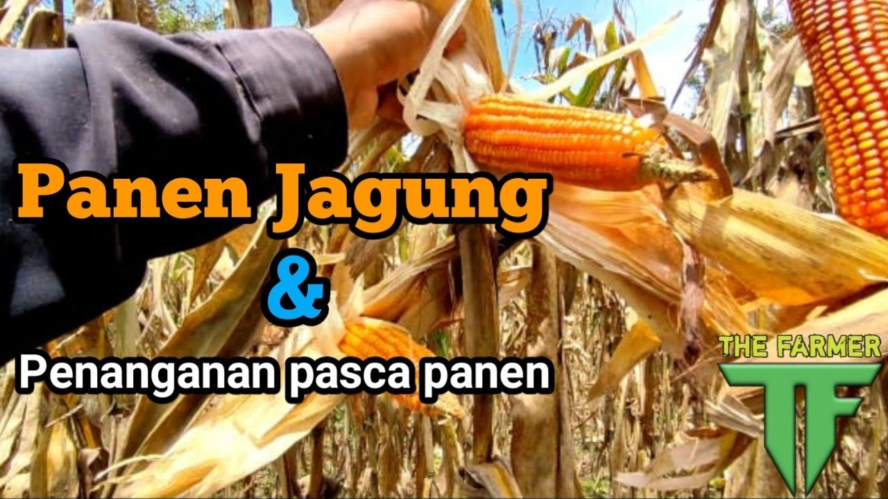 Cara panen jagung dan penanganan pasca panen. - YouTube