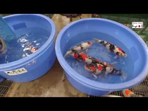 Koi Blog HB " Isa Koi Farm-Showa" 00201 # - YouTube