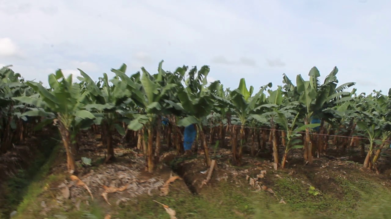 Banana Plantation - Limon, Costa Rica - YouTube