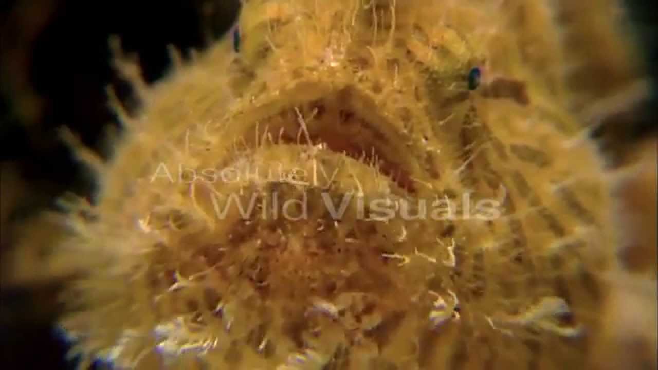 Striped Anglerfish - YouTube