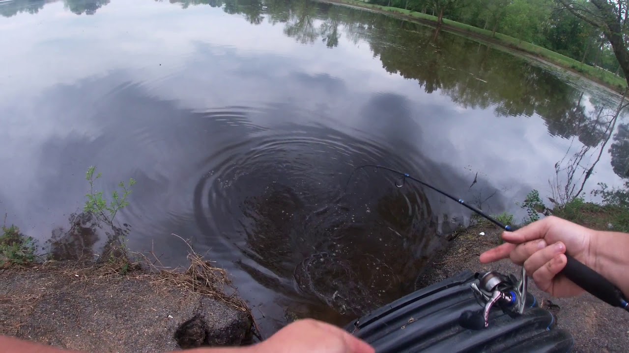 MASSIVE Bluegill and Shellcracker fishing - YouTube